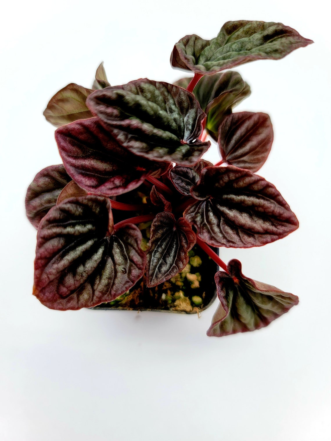 Peperomia 'ruby Ripple' | Etsy