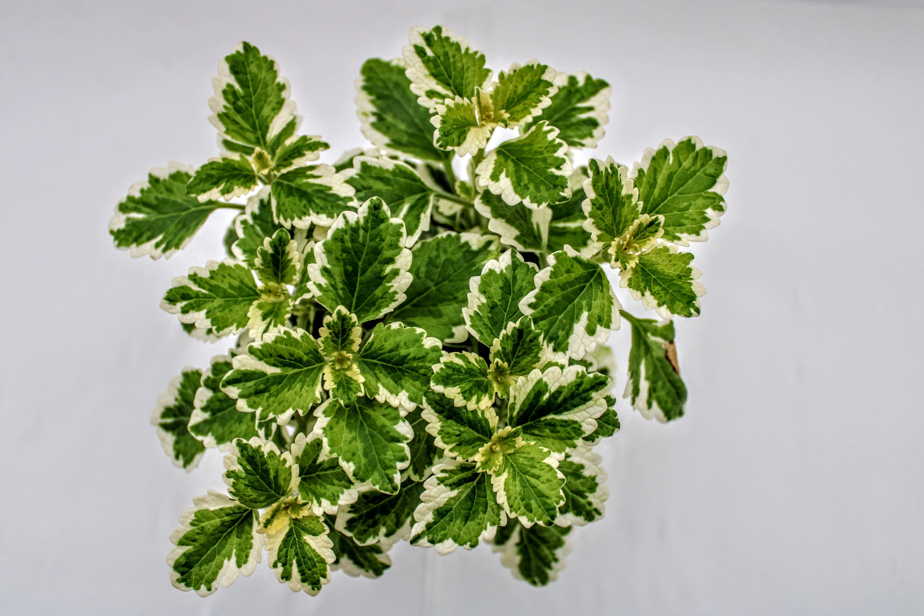 Plectranthus Coleoides Variegata Variegated Swedish Ivy - Etsy