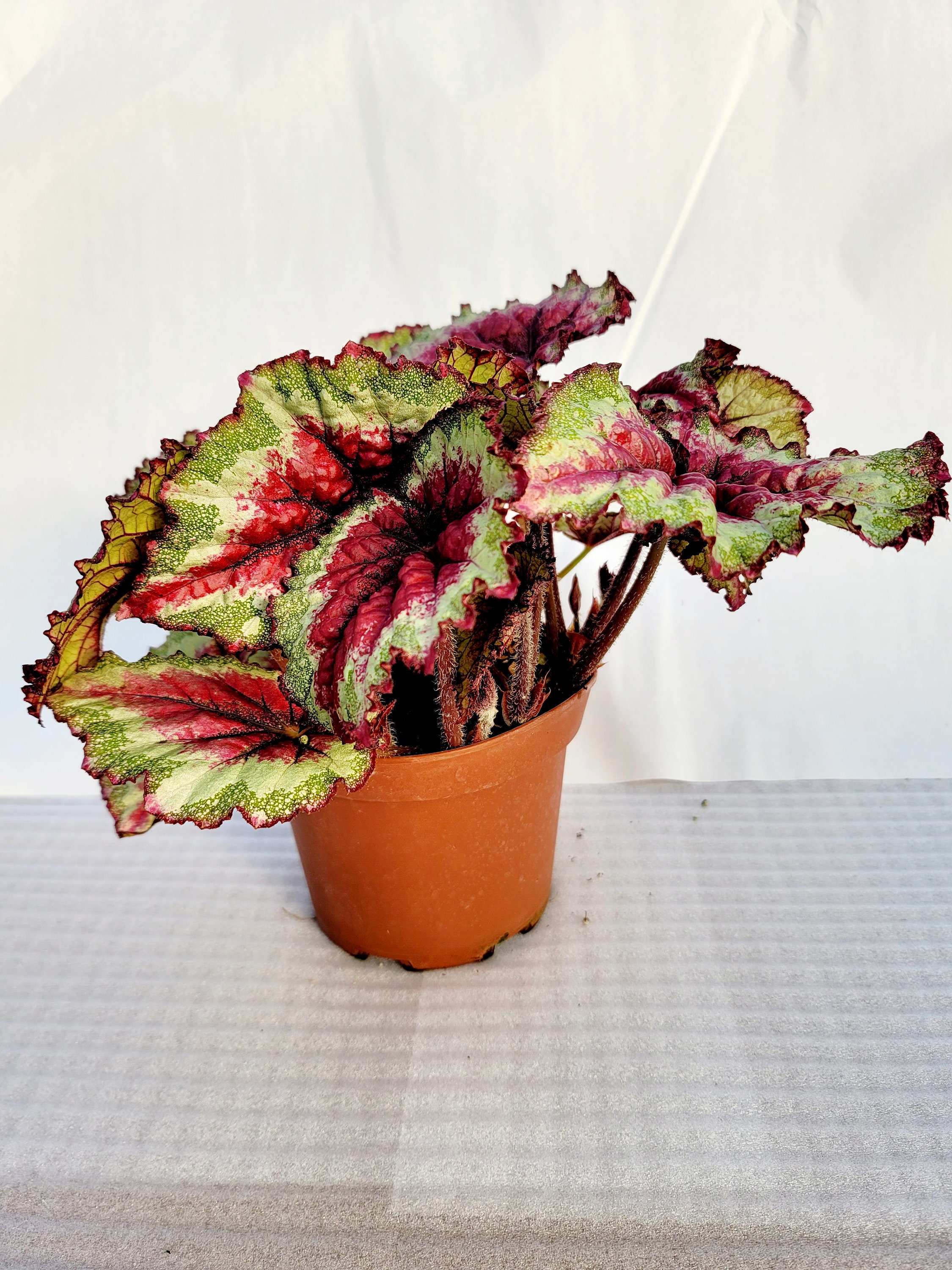 Jurassic™ Rex Begonia 'strawberry Heart' - (formerly 'watermelon Slice ...