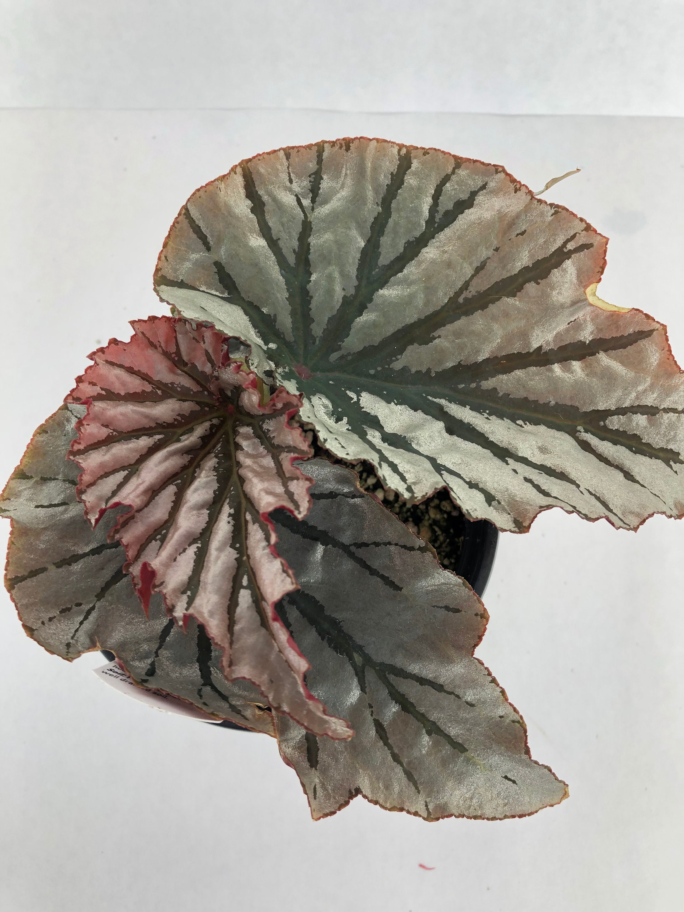 Angelwing Begonia 'looking Glass' - Etsy