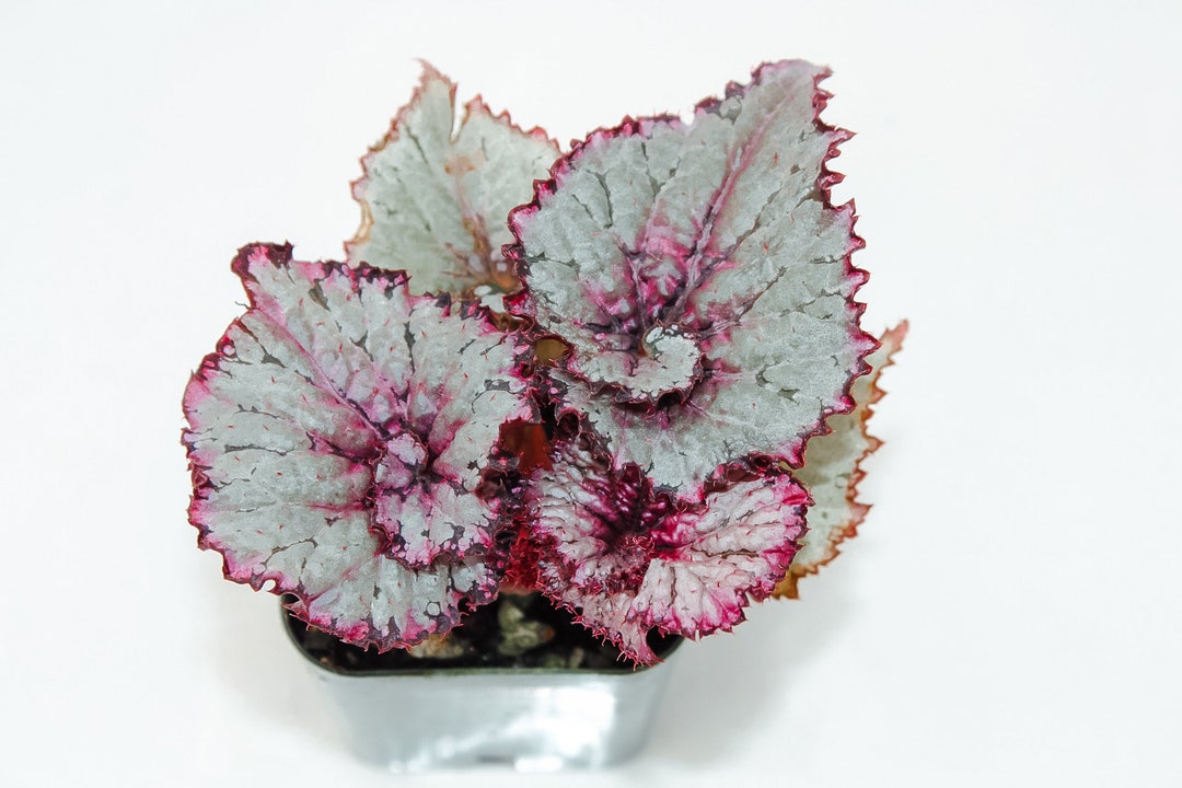 Rex Begonia 'curly Q' -BFF EXCLUSIVE - Etsy