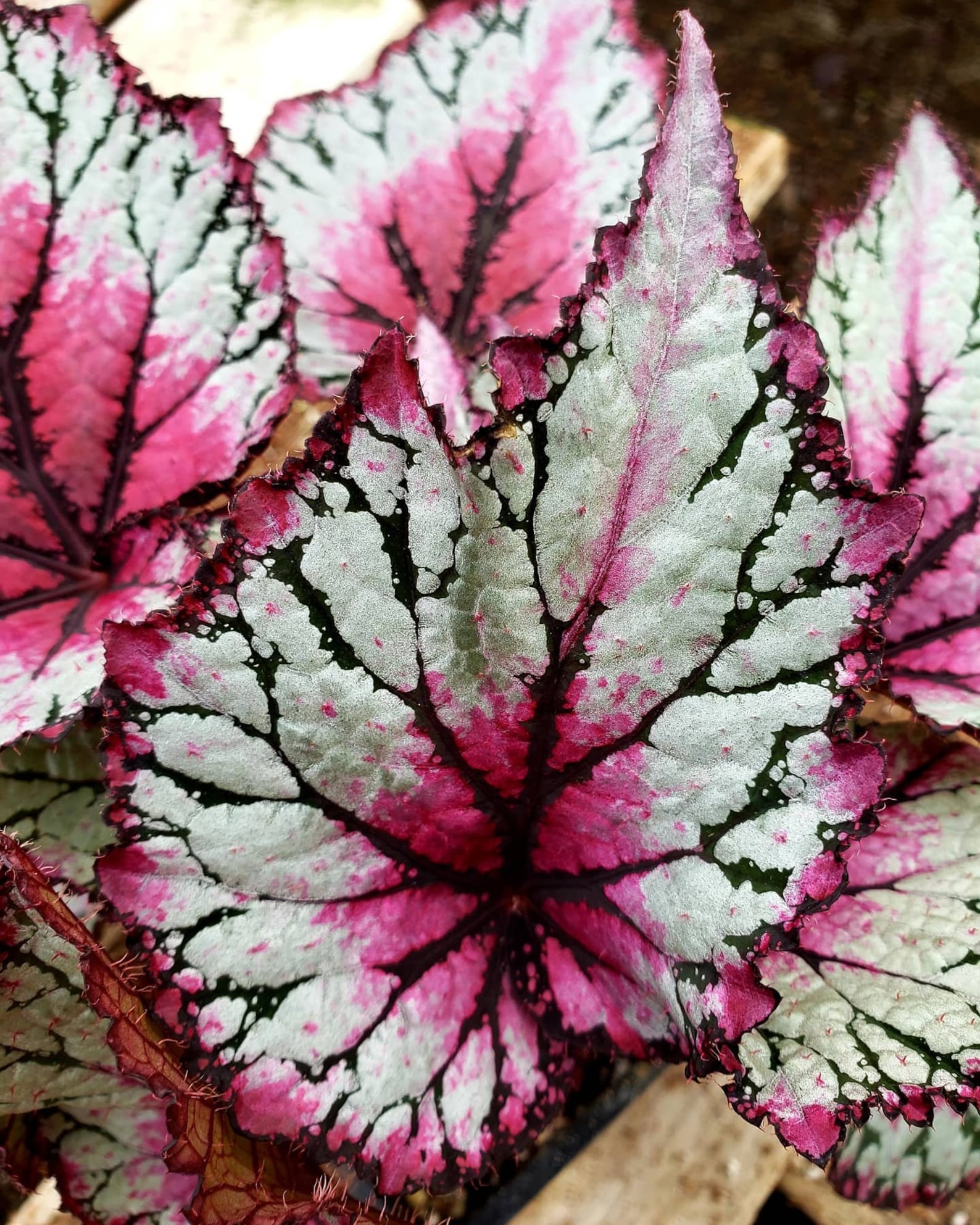 Jurassic™ Rex Begonia 'pink Splash' - Etsy