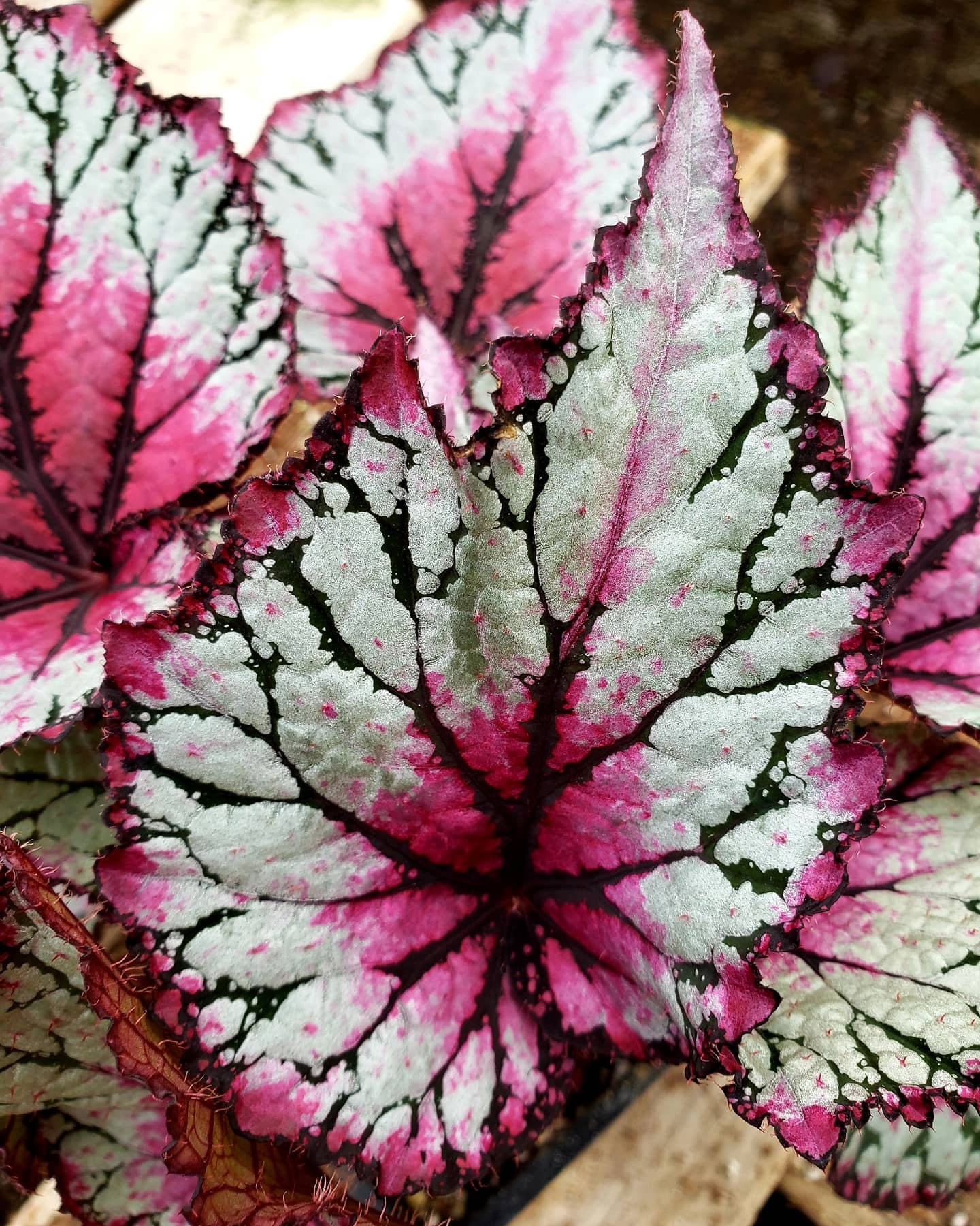 Jurassic™ Rex Begonia 'pink Splash' - Etsy Canada