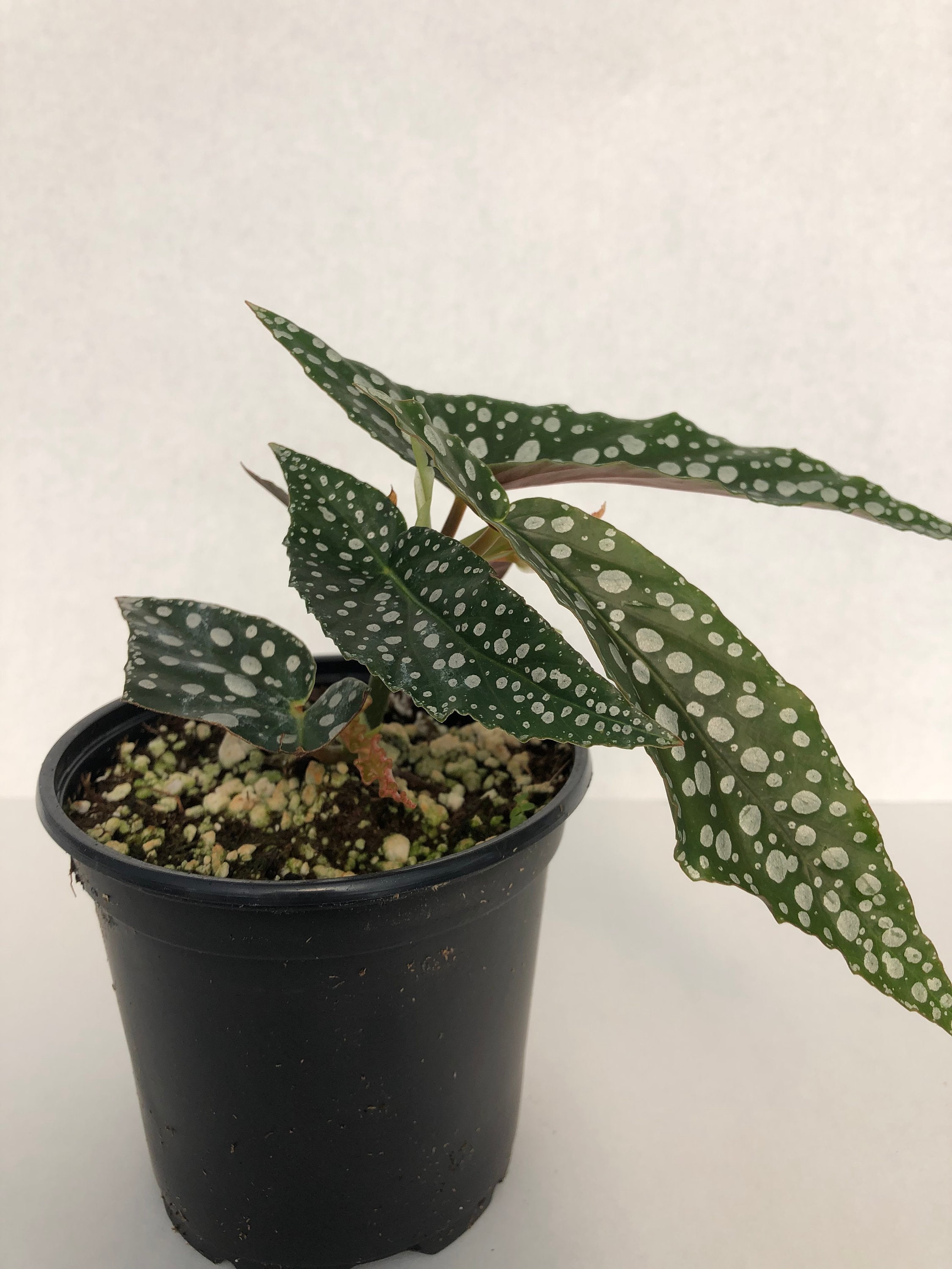 Angelwing Begonia 'cracked Ice' - Etsy