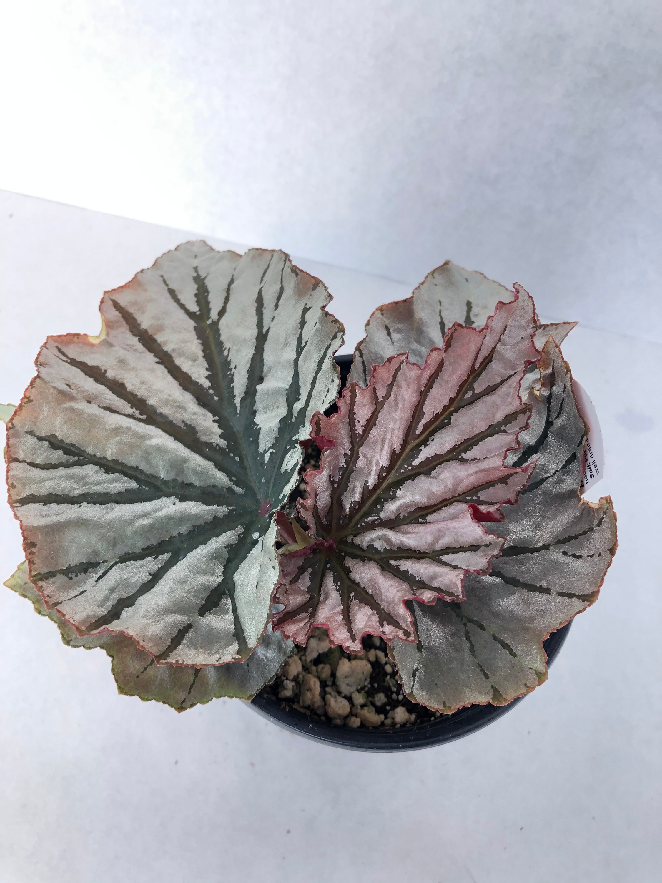 Angelwing Begonia 'looking Glass' - Etsy