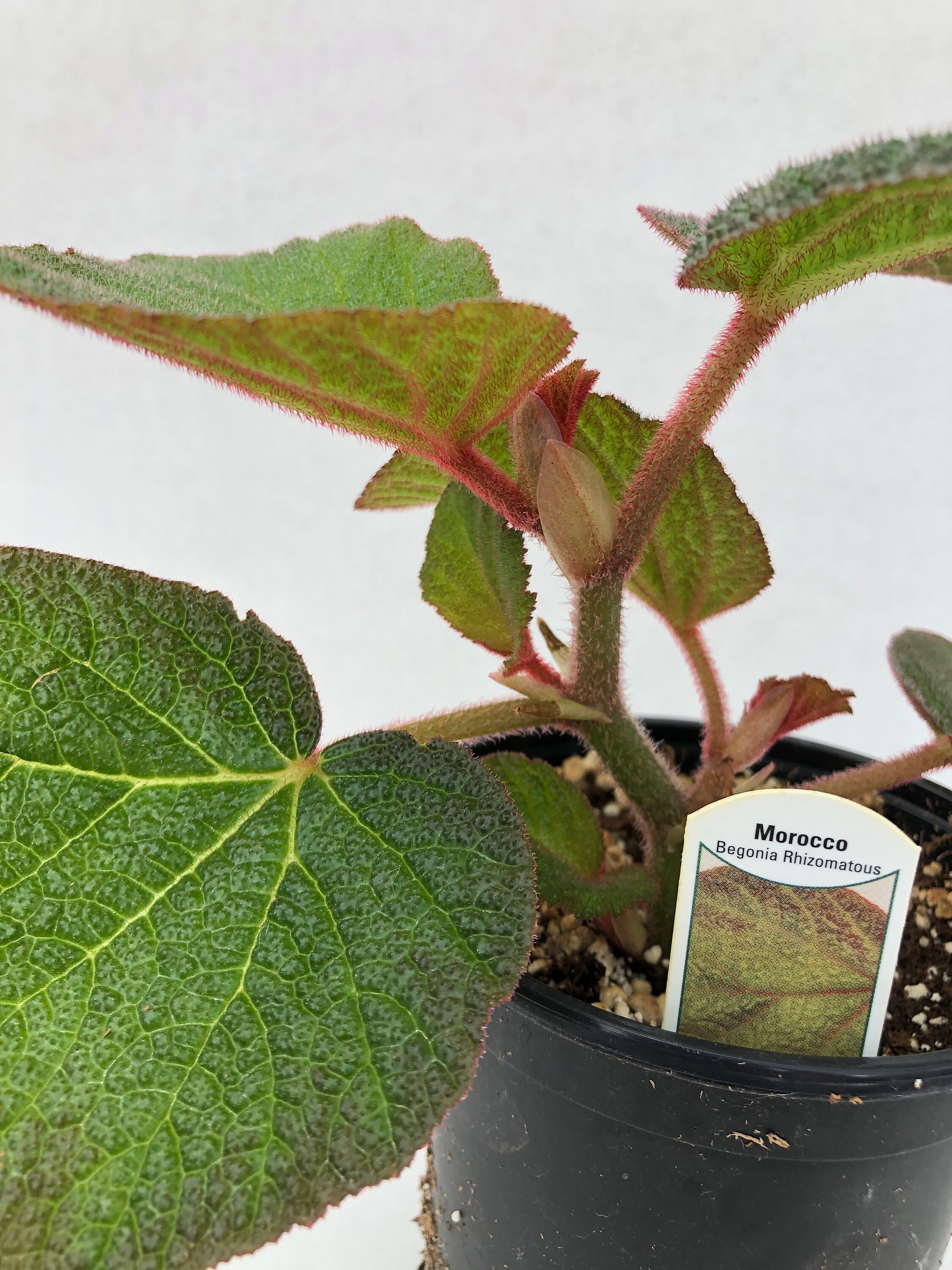 Rhizomatous Begonia 'Morocco' | Etsy