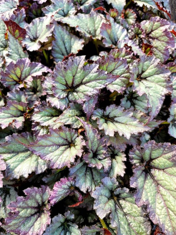 Rex Begonia 'ideal Silvery Blue' - Etsy