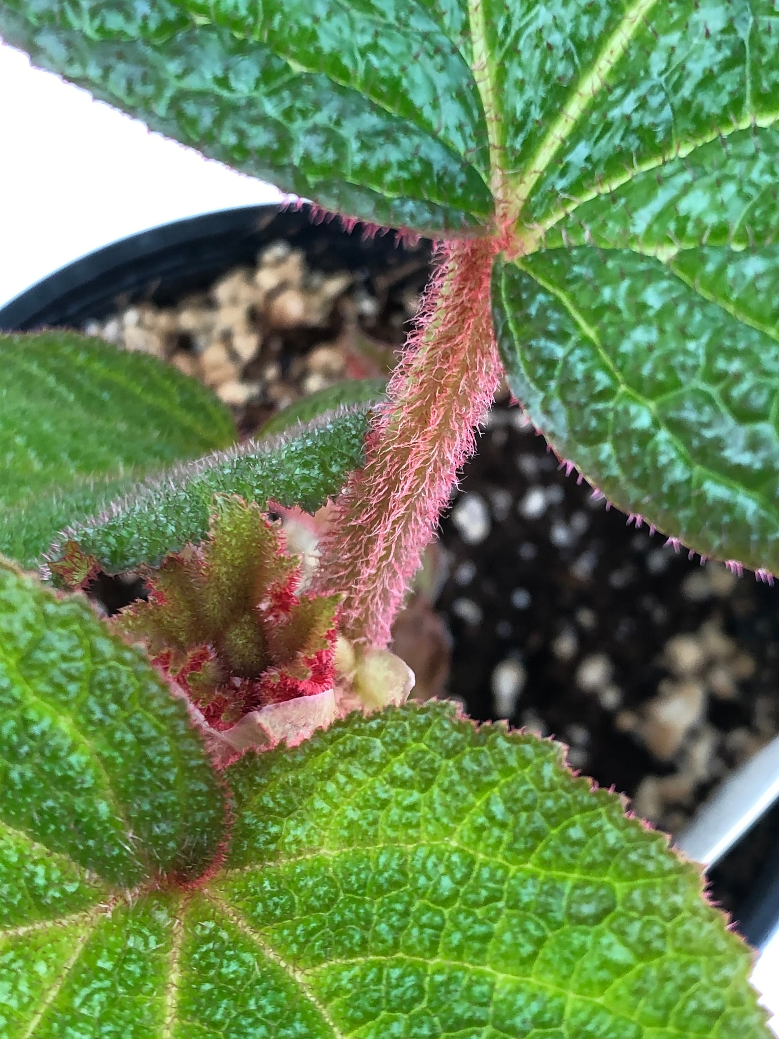 Rhizomatous Begonia 'morocco' - Etsy
