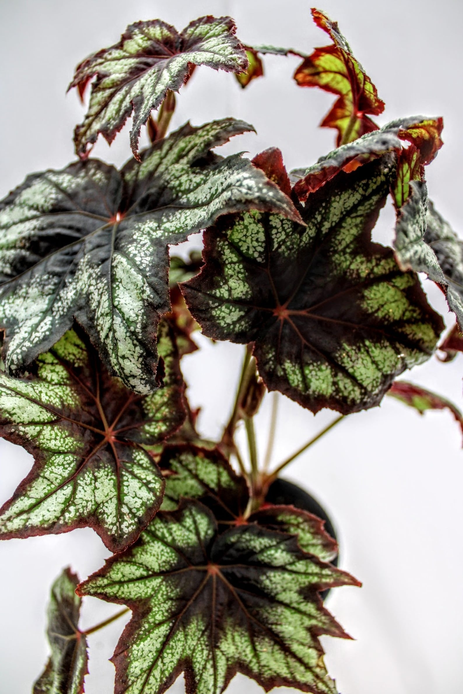 Begonia 'little Brother Montgomery' - Etsy