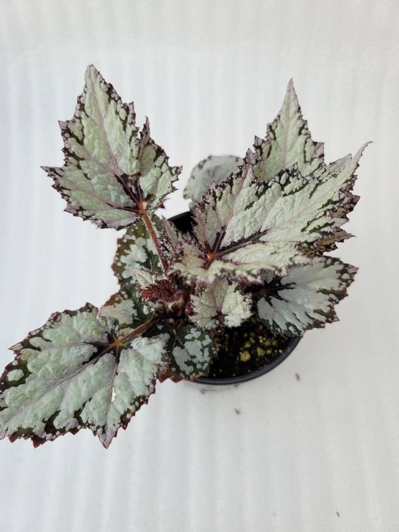 Rex Begonia 'shadow King Moonlight' - Etsy