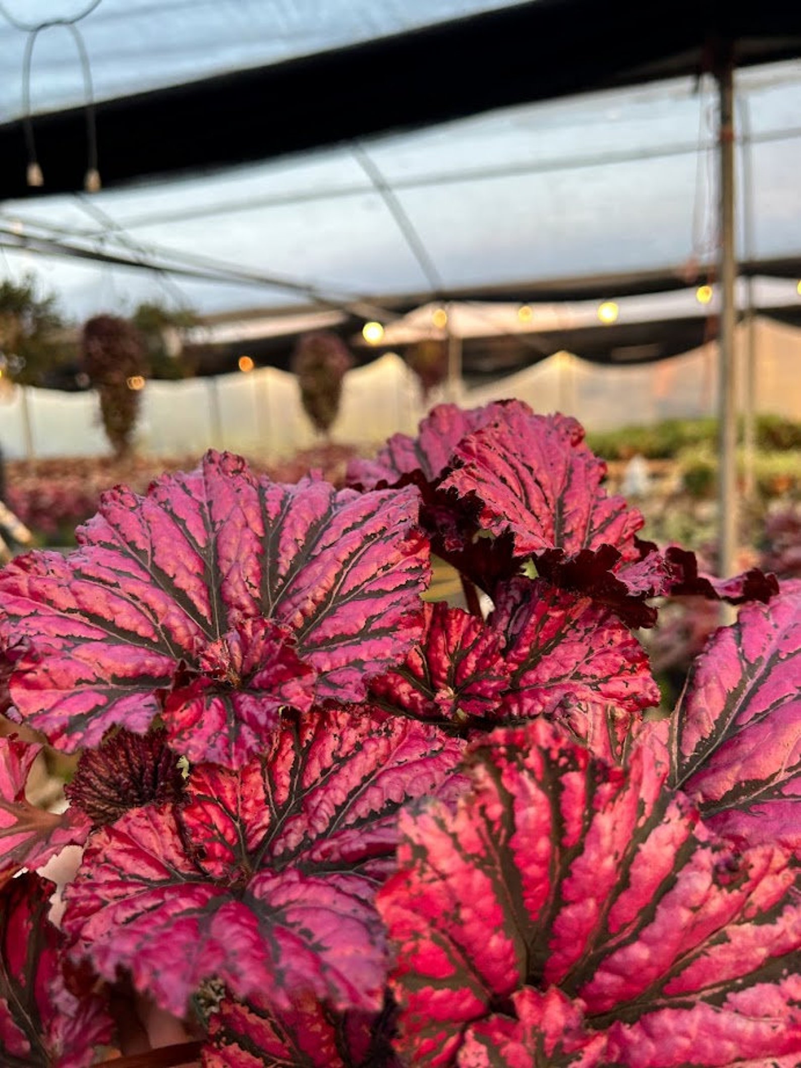 Rex Begonia 'ruby Slippers' - BFF Exclusive - Etsy