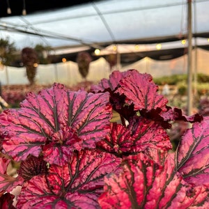 Rex Begonia 'ruby Slippers' - BFF Exclusive - Etsy