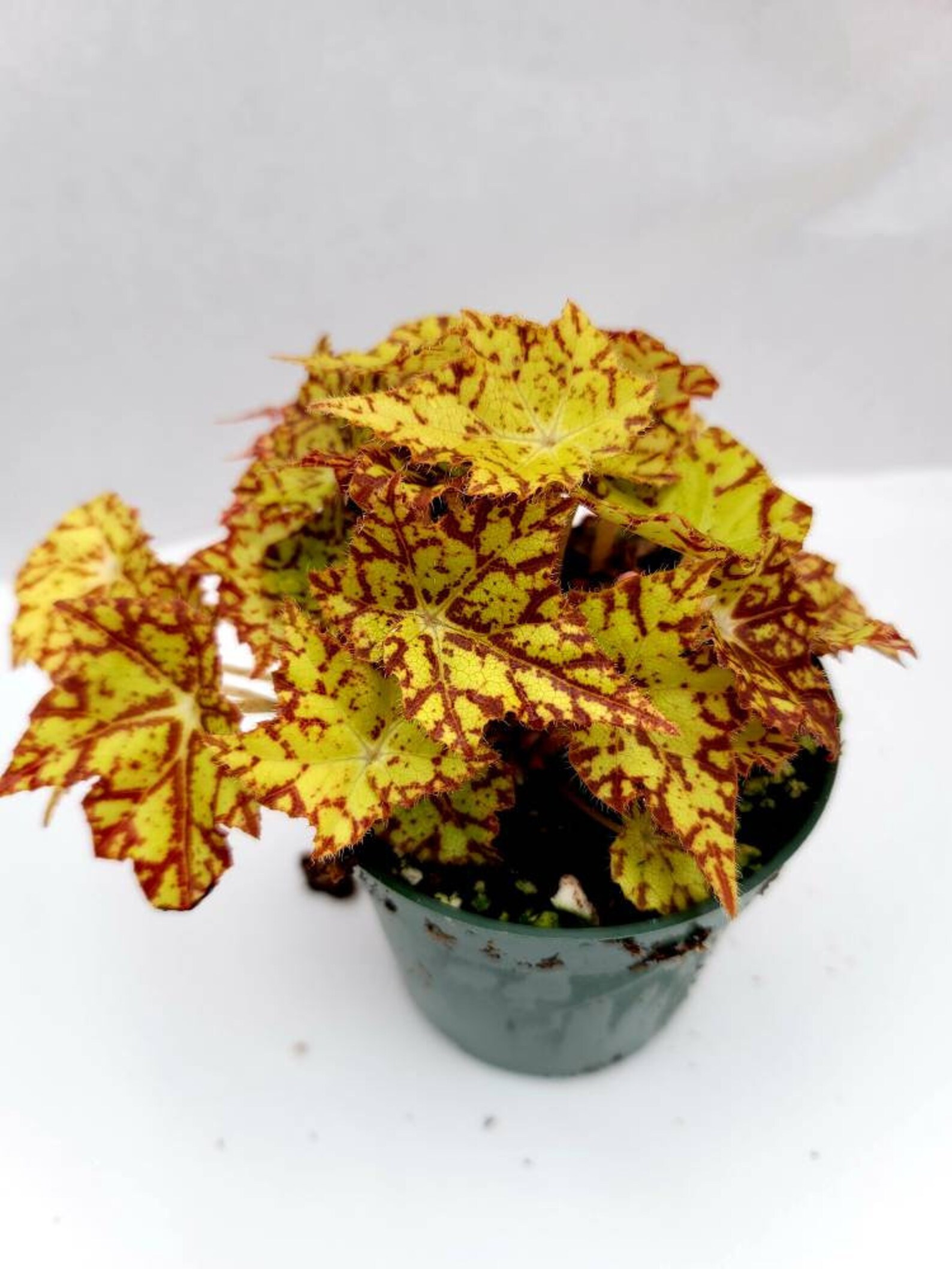 Rhizomatous Begonia 'starburst' - Etsy