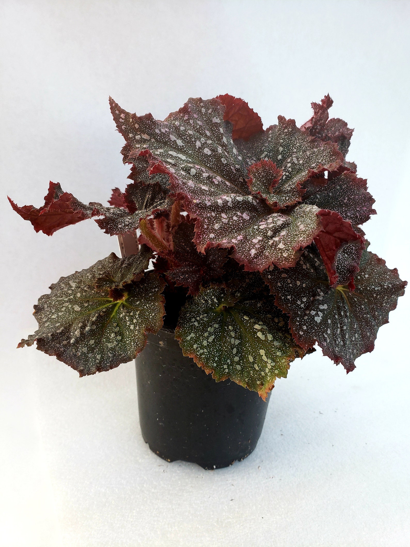 Rex Begonia 'festive Starry Night' - Etsy