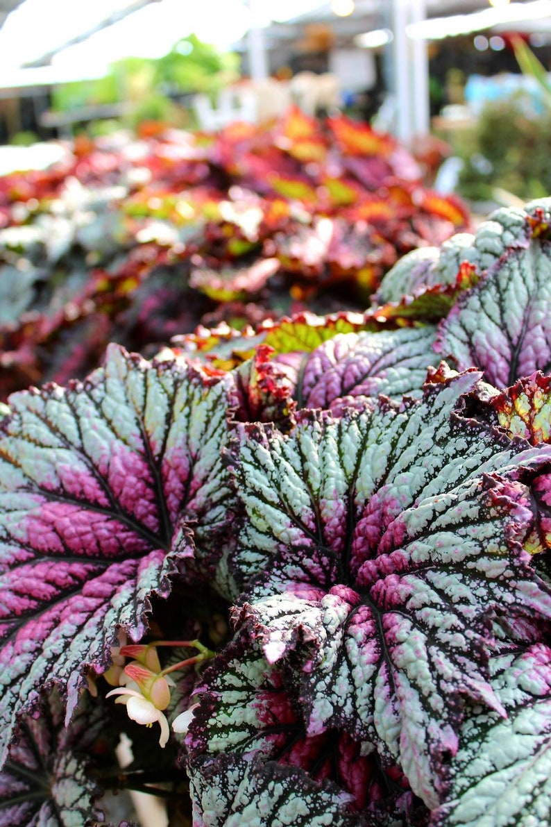 Rex Begonia 'royal Blush' - Etsy