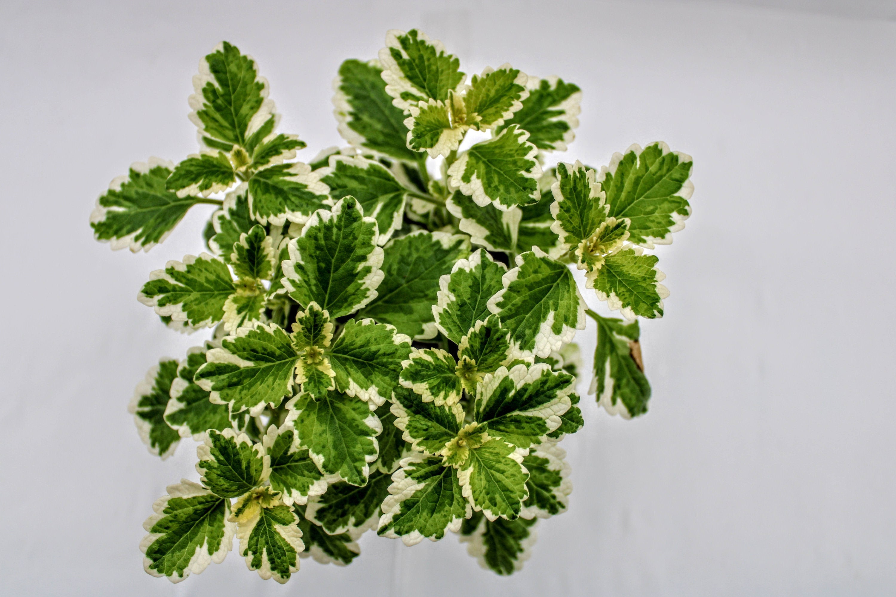 Plectranthus Coleoides Variegata Variegated Swedish Ivy - Etsy