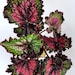 Jurassic™ Rex Begonia 'watermelon' - Etsy