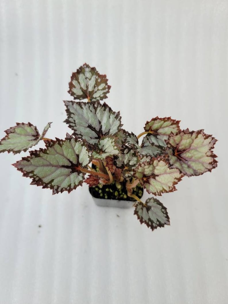 Rex Begonia 'shadow King Moonlight' - Etsy