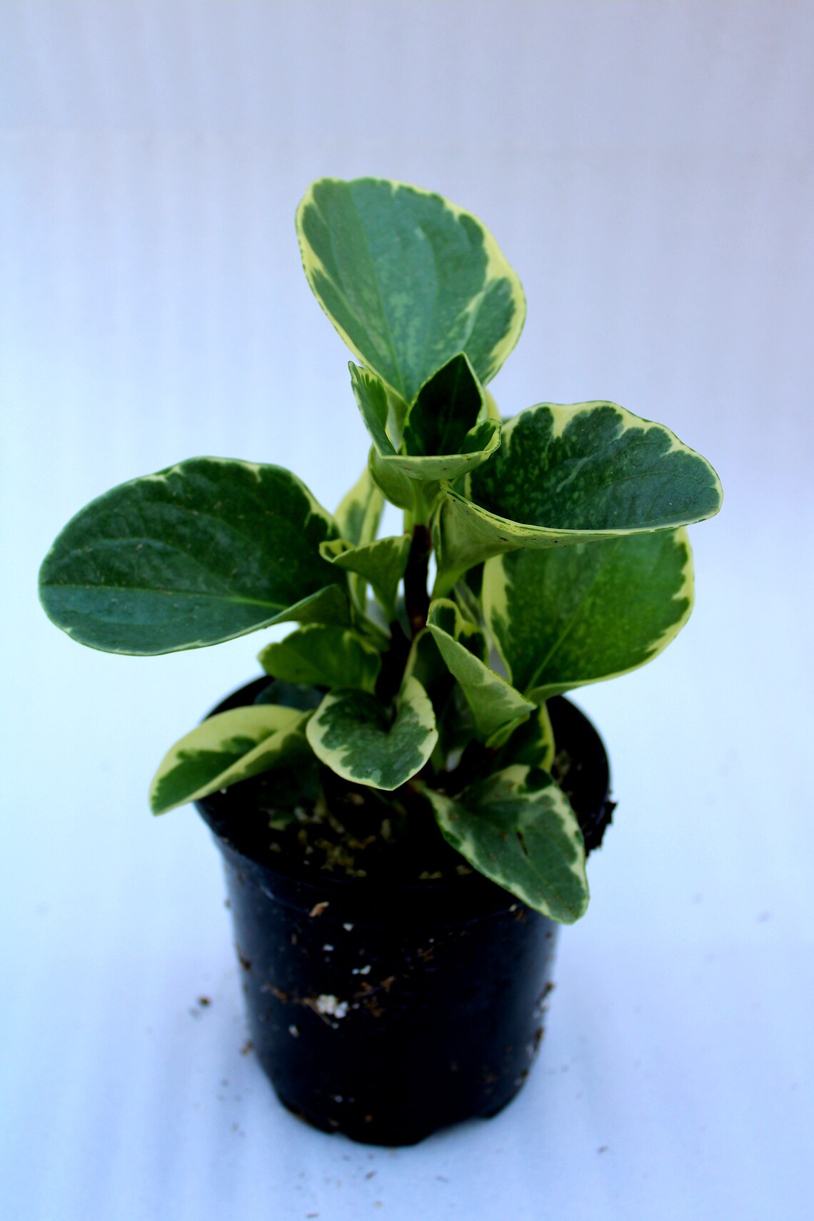 Variegated Baby Rubber Tree peperomia Obtusifolia Variegata - Etsy