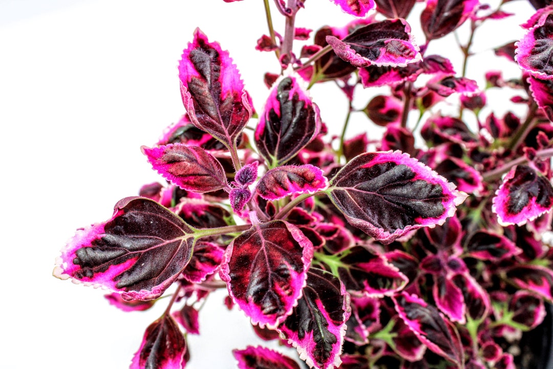 Coleus 'trailing Plum' - Etsy