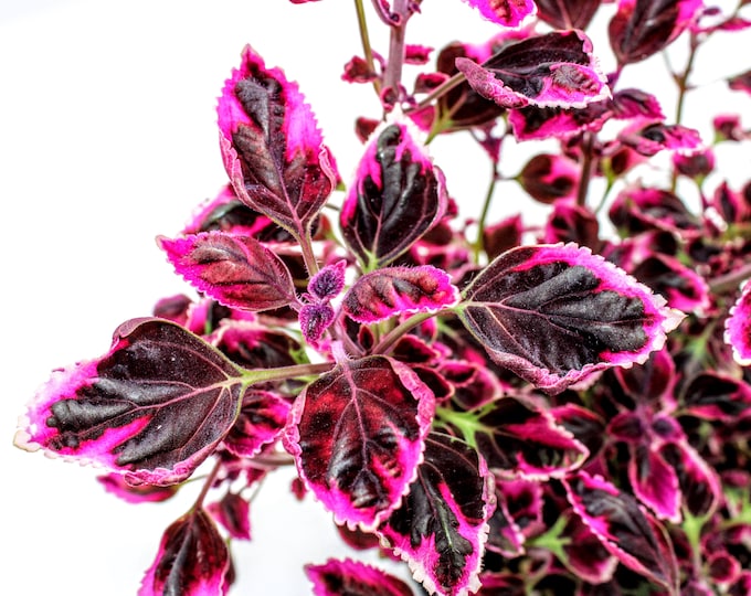 Coleus 'trailing Plum' - Etsy
