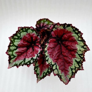 Rex Begonia 'raspberry Splash' BFF Exclusive - Etsy
