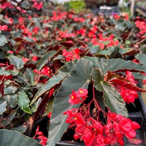 Angelwing Begonia 'torch' - Etsy