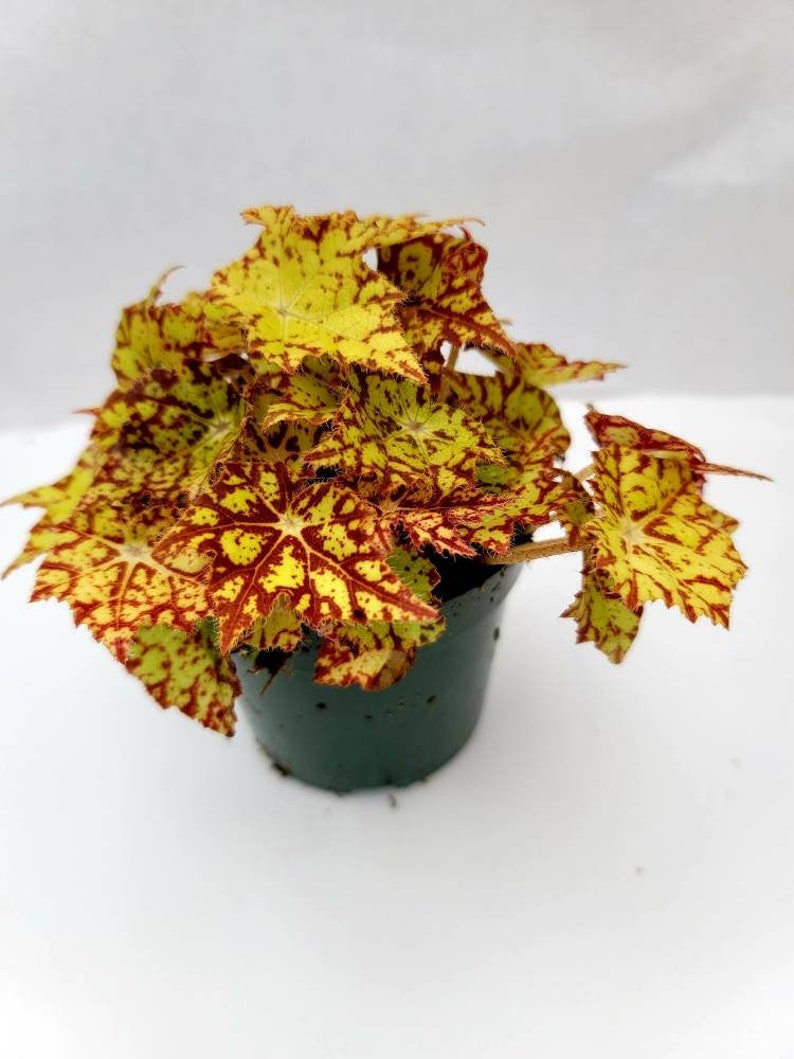 Rhizomatous Begonia 'starburst' - Etsy