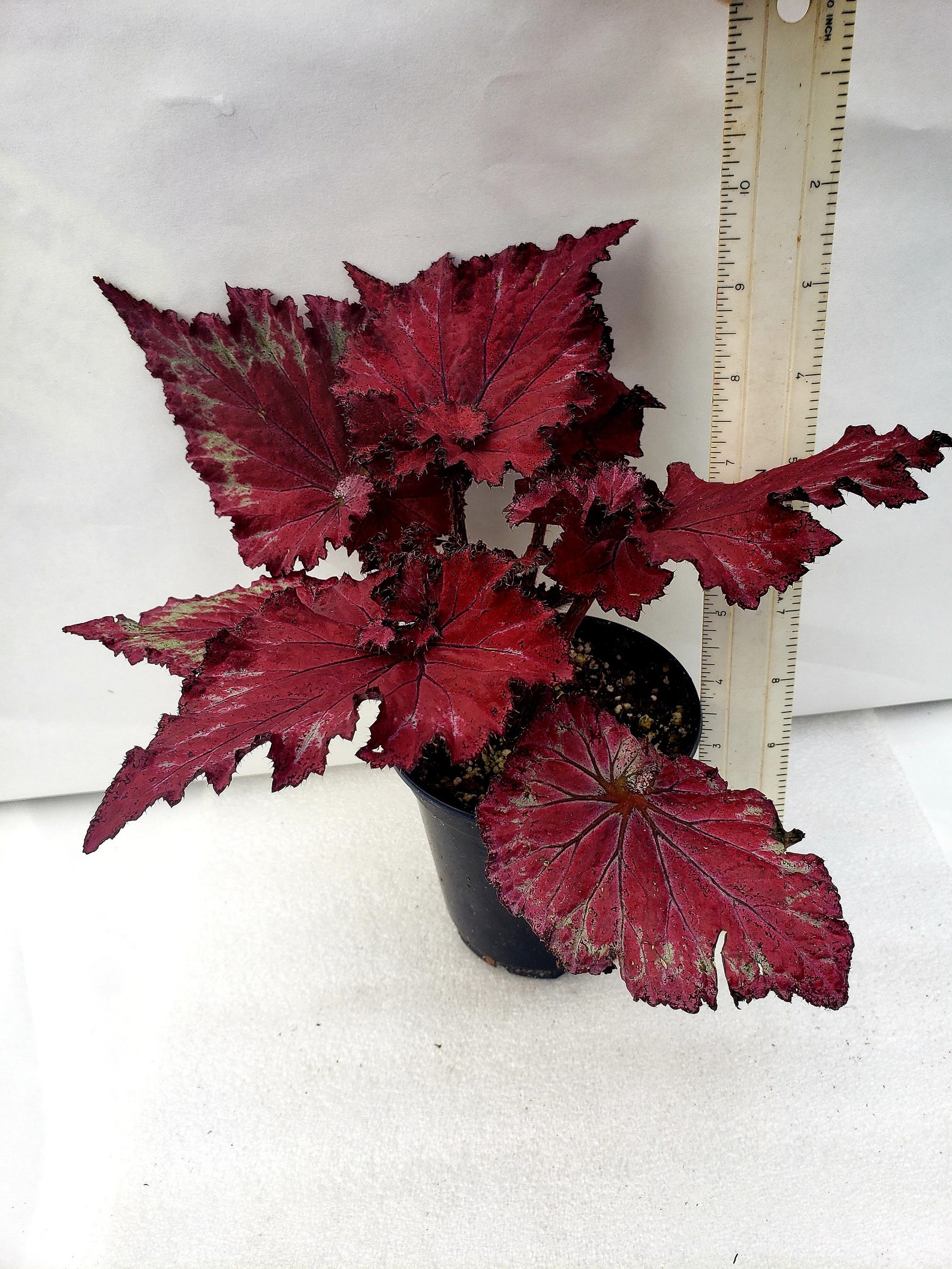 Rex Begonia 'festive Red Classic' - Etsy