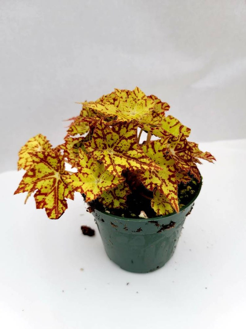 Rhizomatous Begonia 'starburst' - Etsy