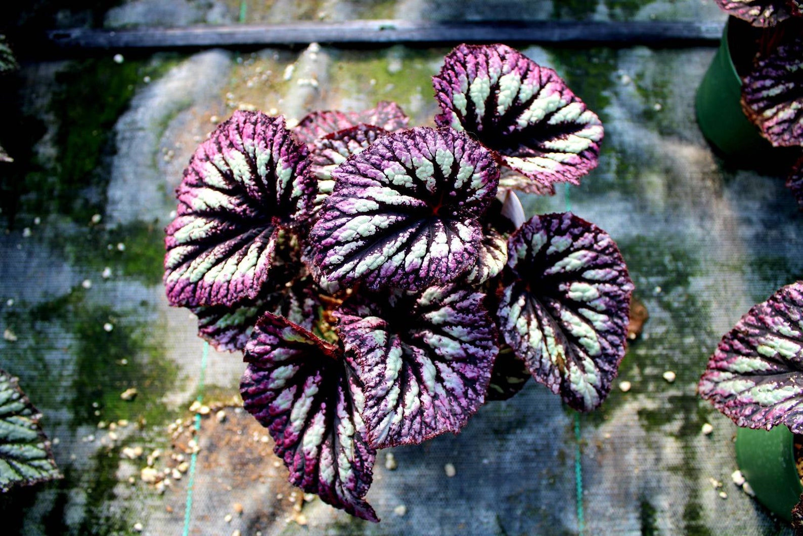 Rex Begonia 'fireworks' - Etsy