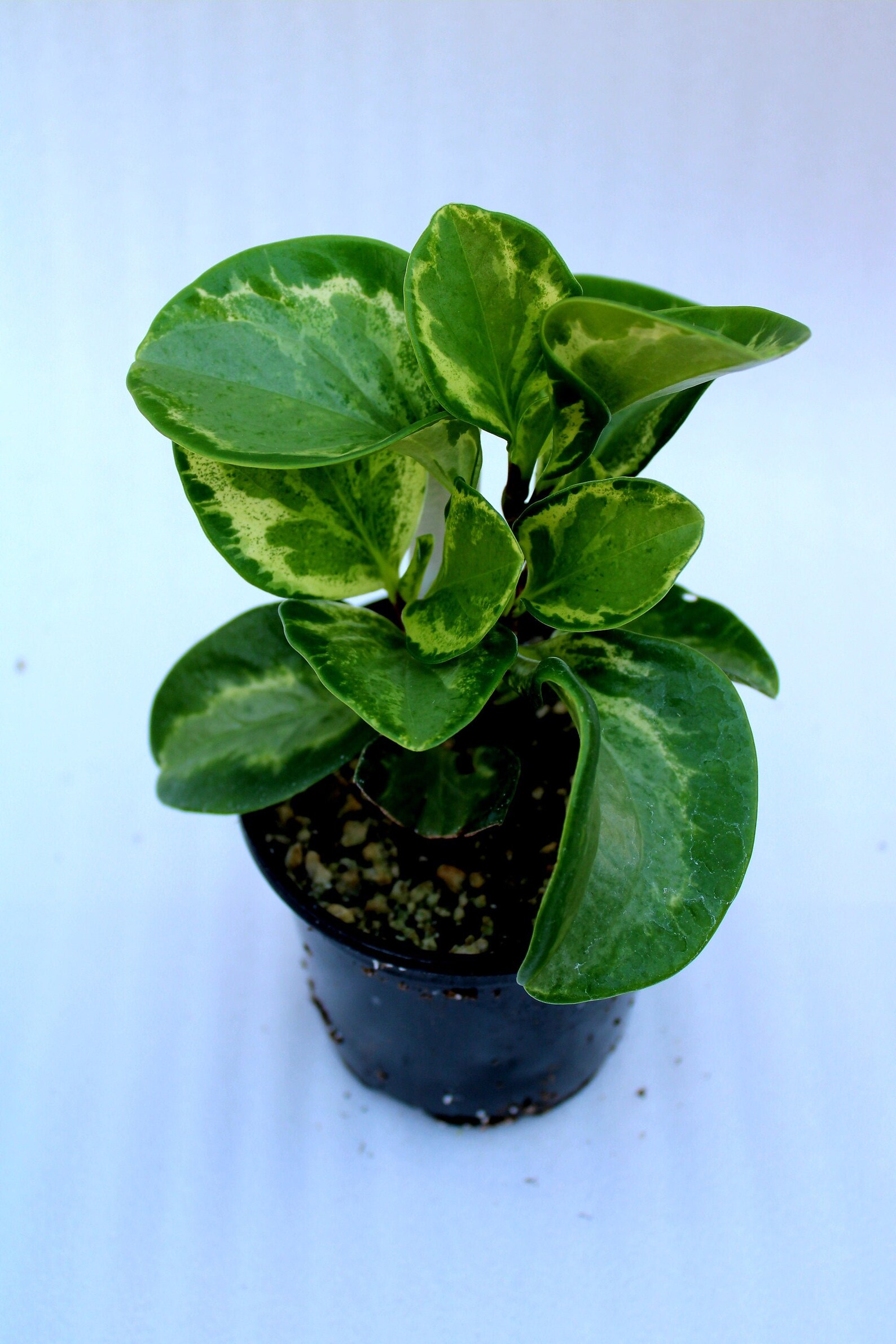 Baby Rubber Tree Marble (peperomia Obtusifolia) - Etsy