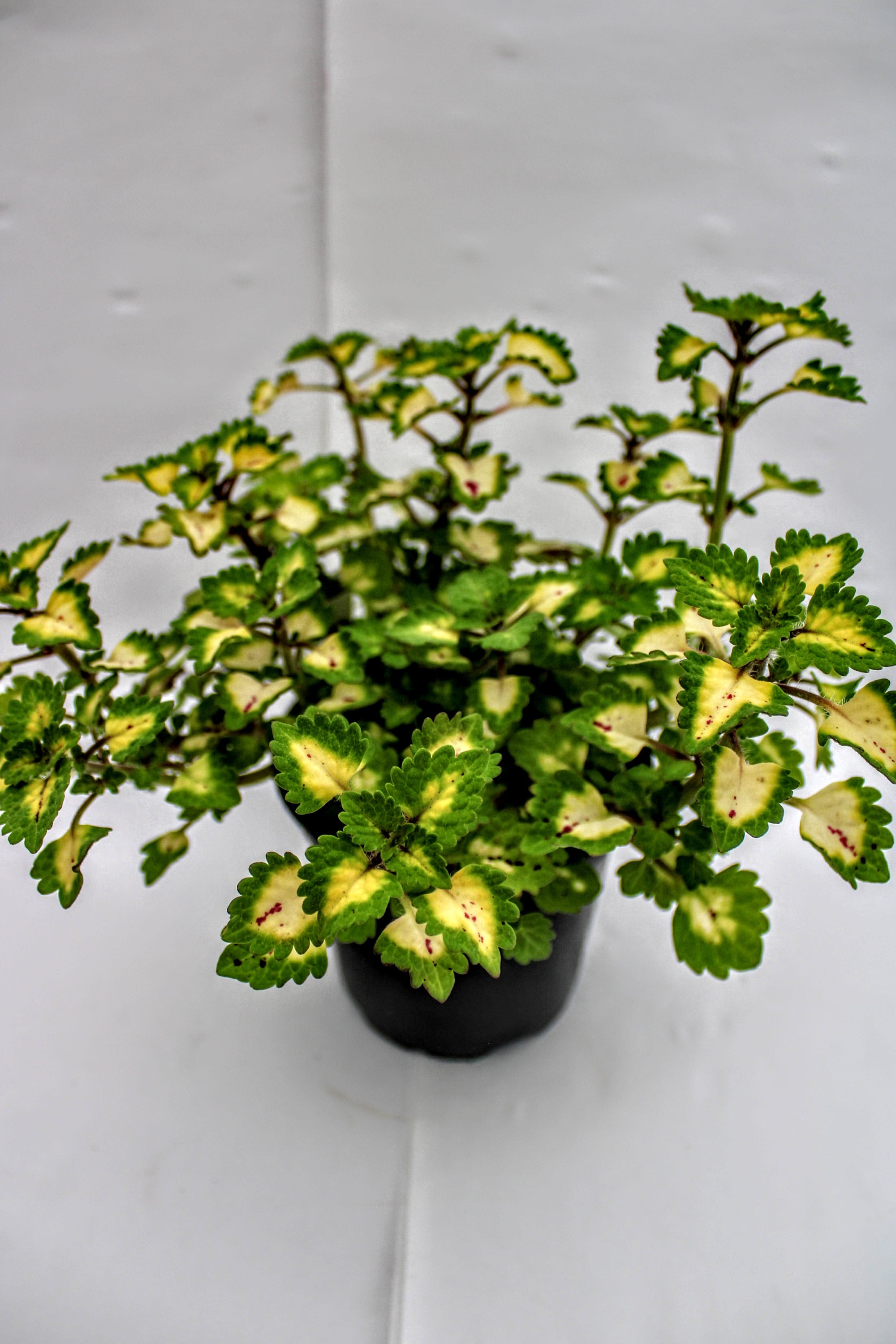 Coleus 'yosemite Gold' - Etsy
