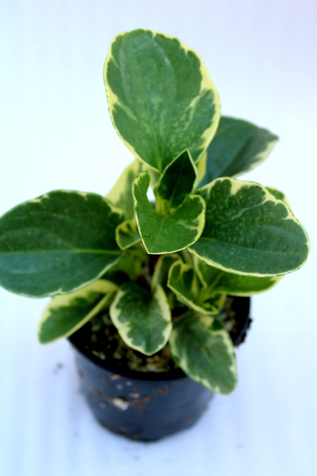 Variegated Baby Rubber Tree (peperomia Obtusifolia Variegata) - Etsy