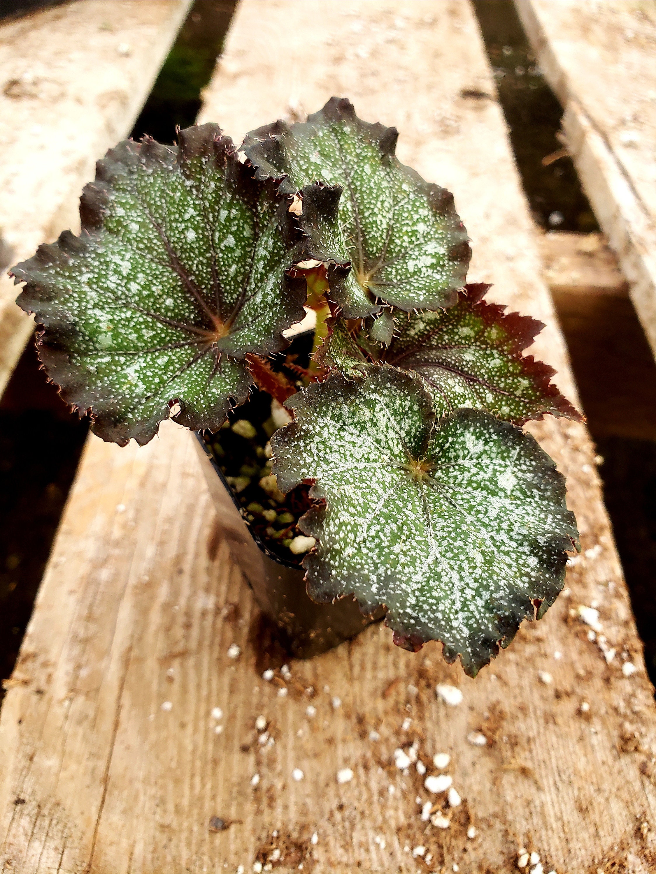 Rex Begonia 'spiderweb' BFF Exclusive - Etsy