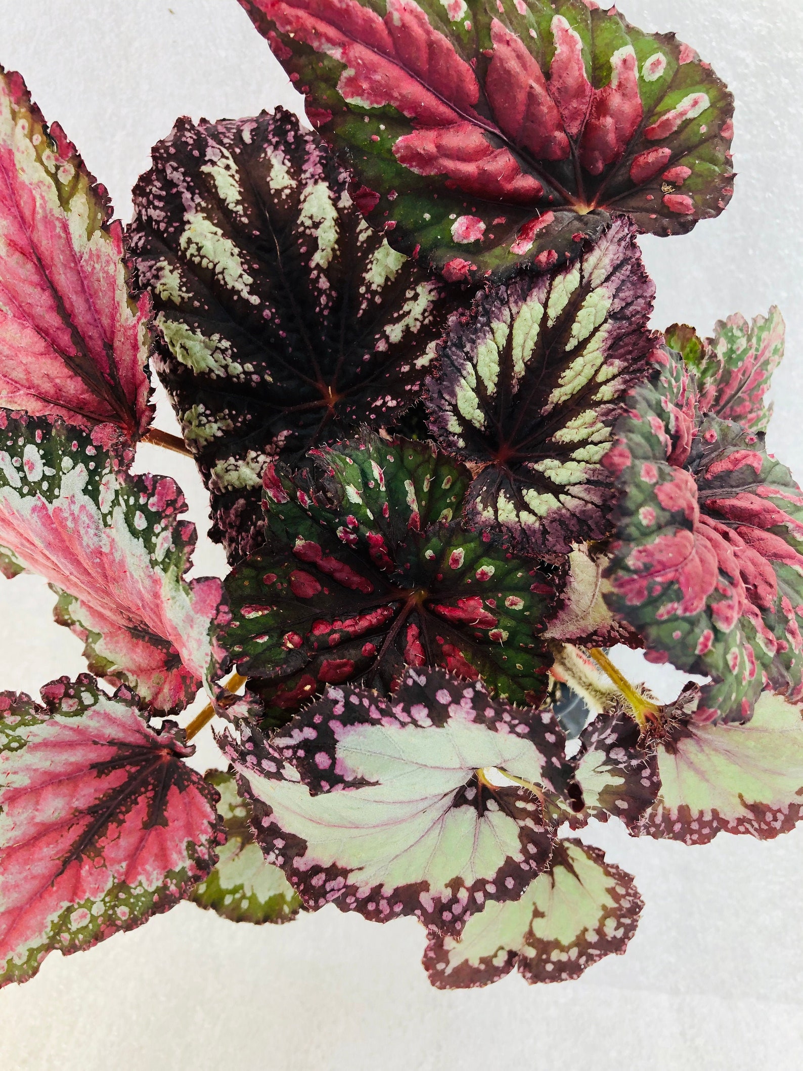 Rex Begonia Variety Growers Pack - Etsy