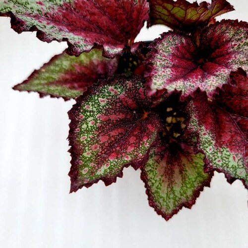 Rex Begonia 'purple Rain' BFF EXCLUSIVE | Etsy