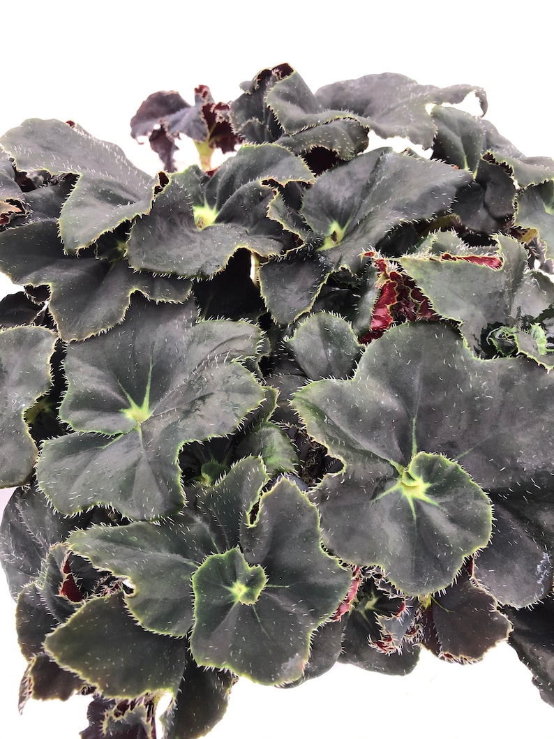 Rhizomatous Begonia 'midnight' - Etsy
