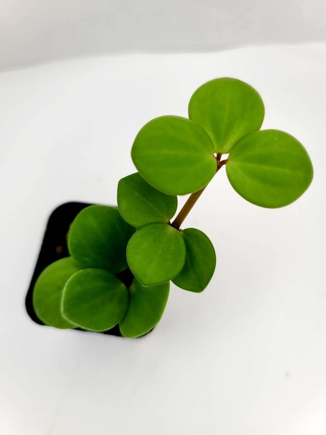 Peperomia 'hope' | Etsy