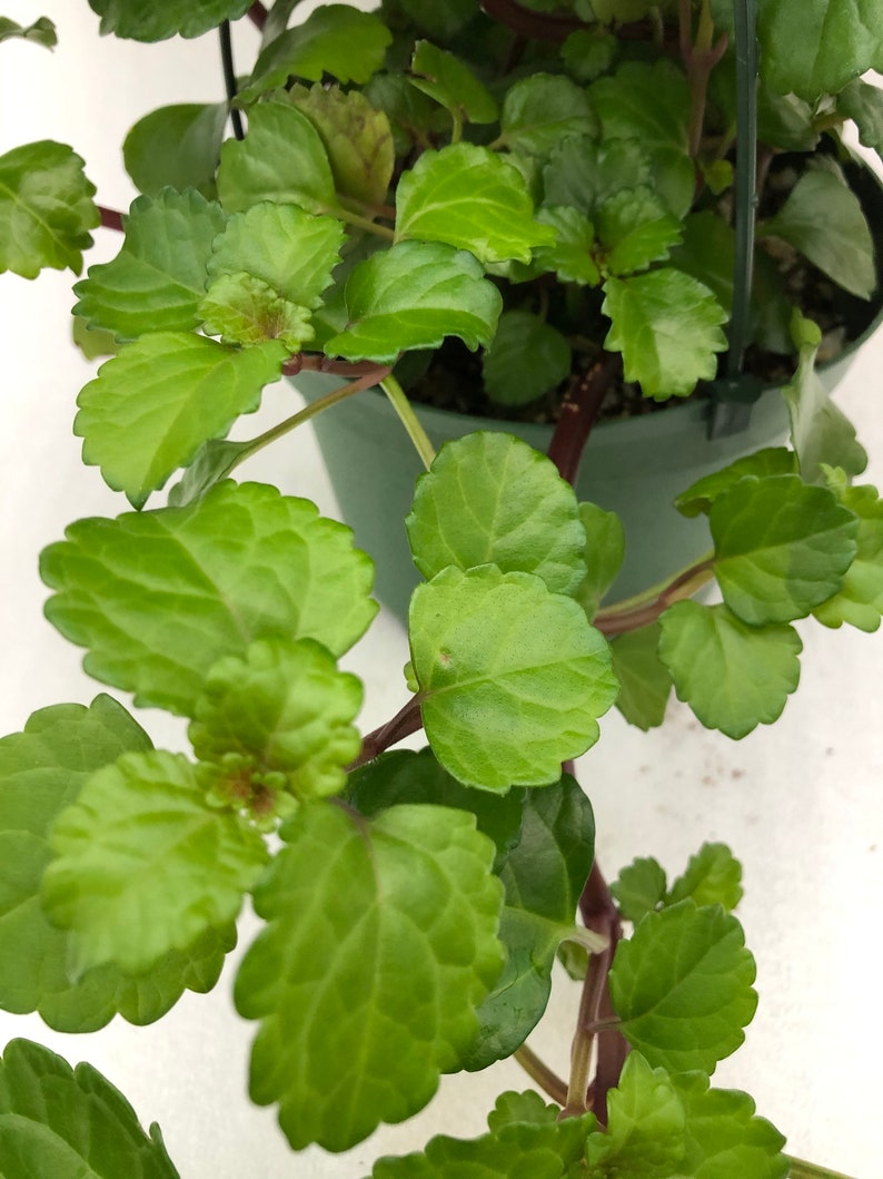 Trailing Plectranthus (swedish Ivy) - Etsy