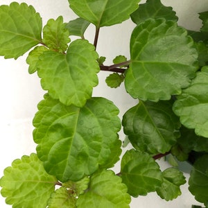 Trailing Plectranthus (swedish Ivy) - Etsy