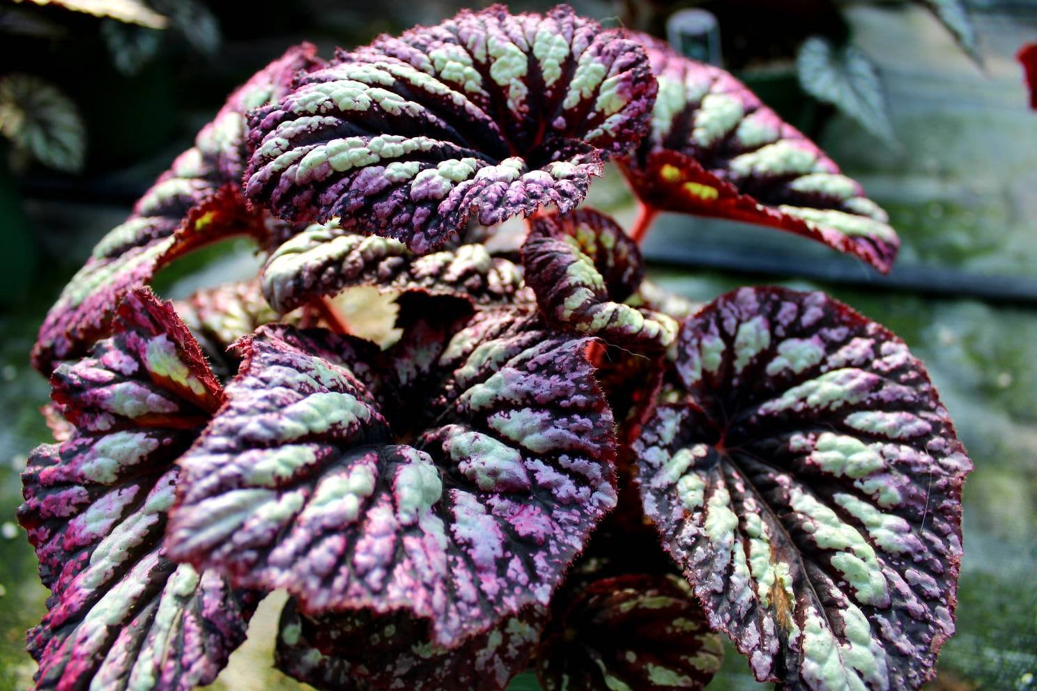 Rex Begonia 'fireworks' - Etsy