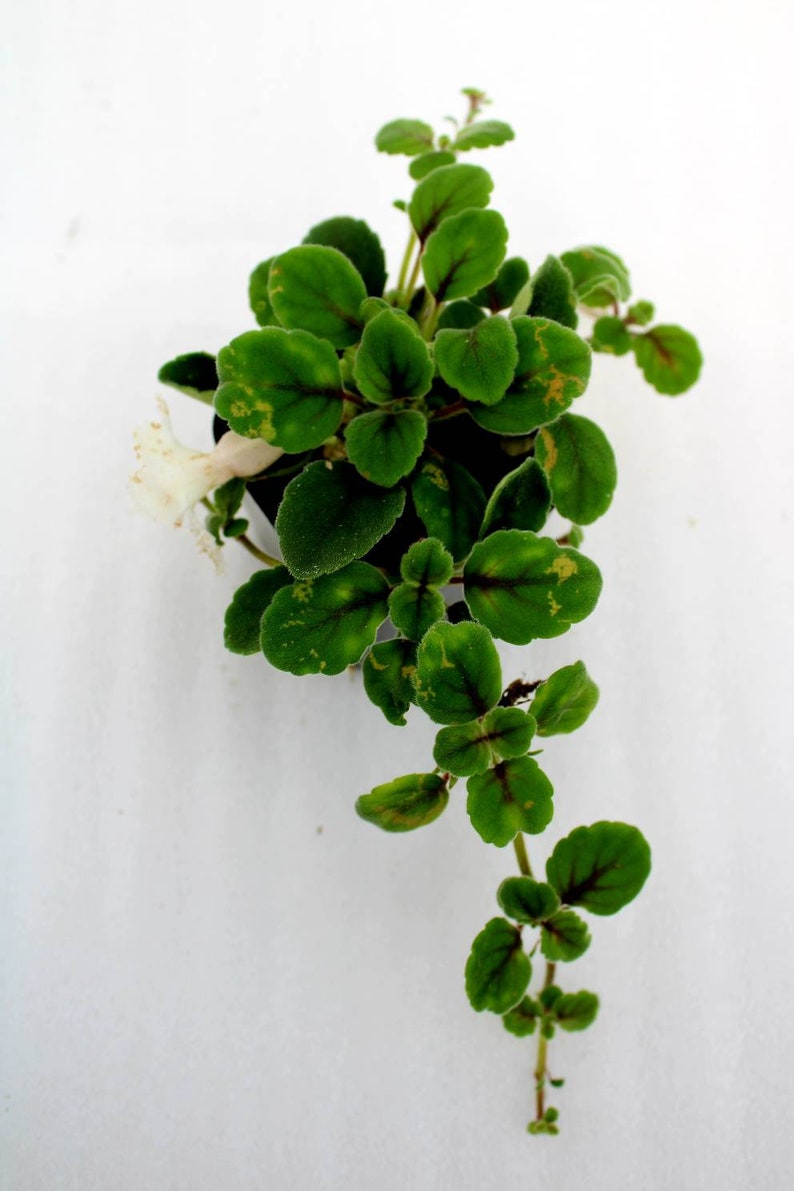 Lace Flower Alsobia Dianthiflora - Etsy