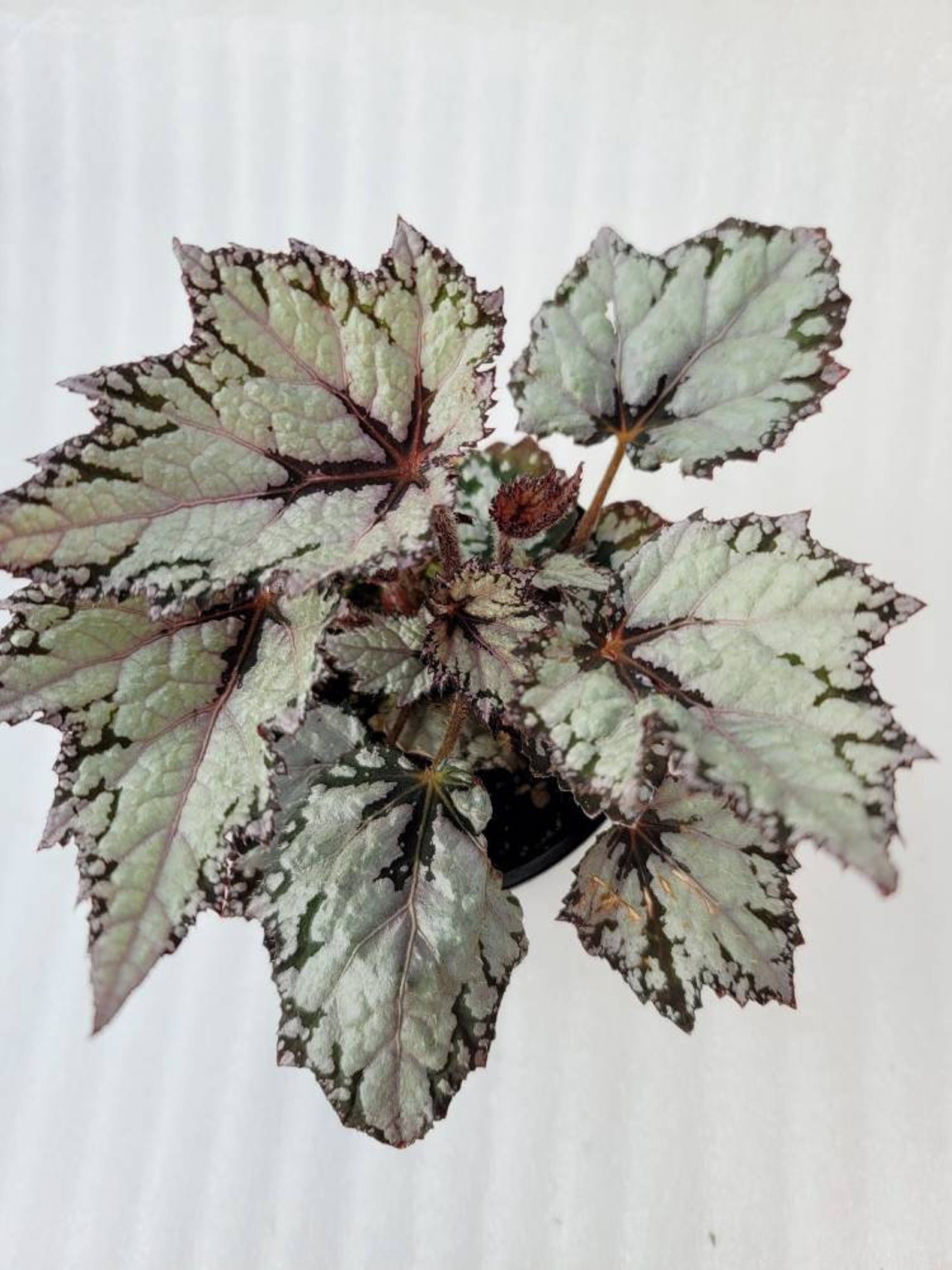 Rex Begonia 'shadow King Moonlight' - Etsy