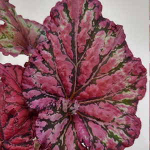 Rex Begonia 'ruby Slippers' BFF Exclusive - Etsy
