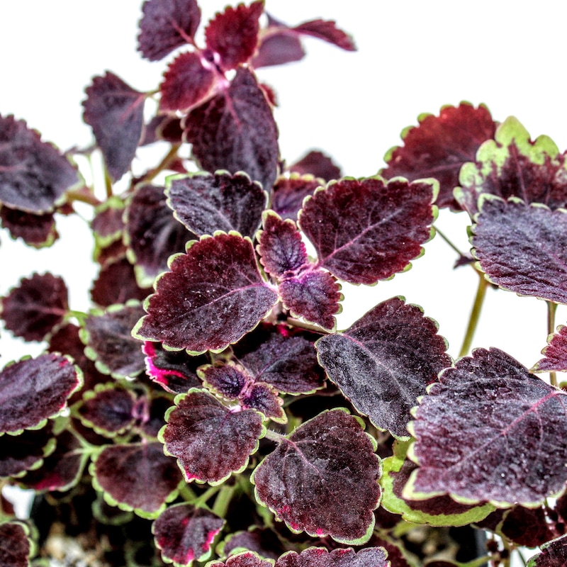 Blue Coleus - Etsy
