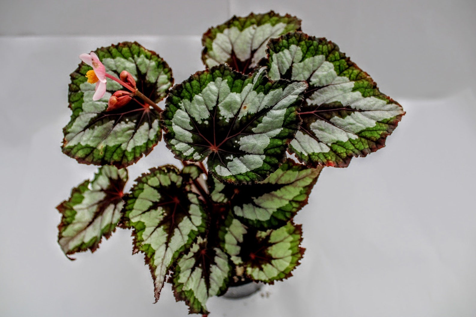 Rex Begonia 'platinum' - BFF Exclusive - Etsy
