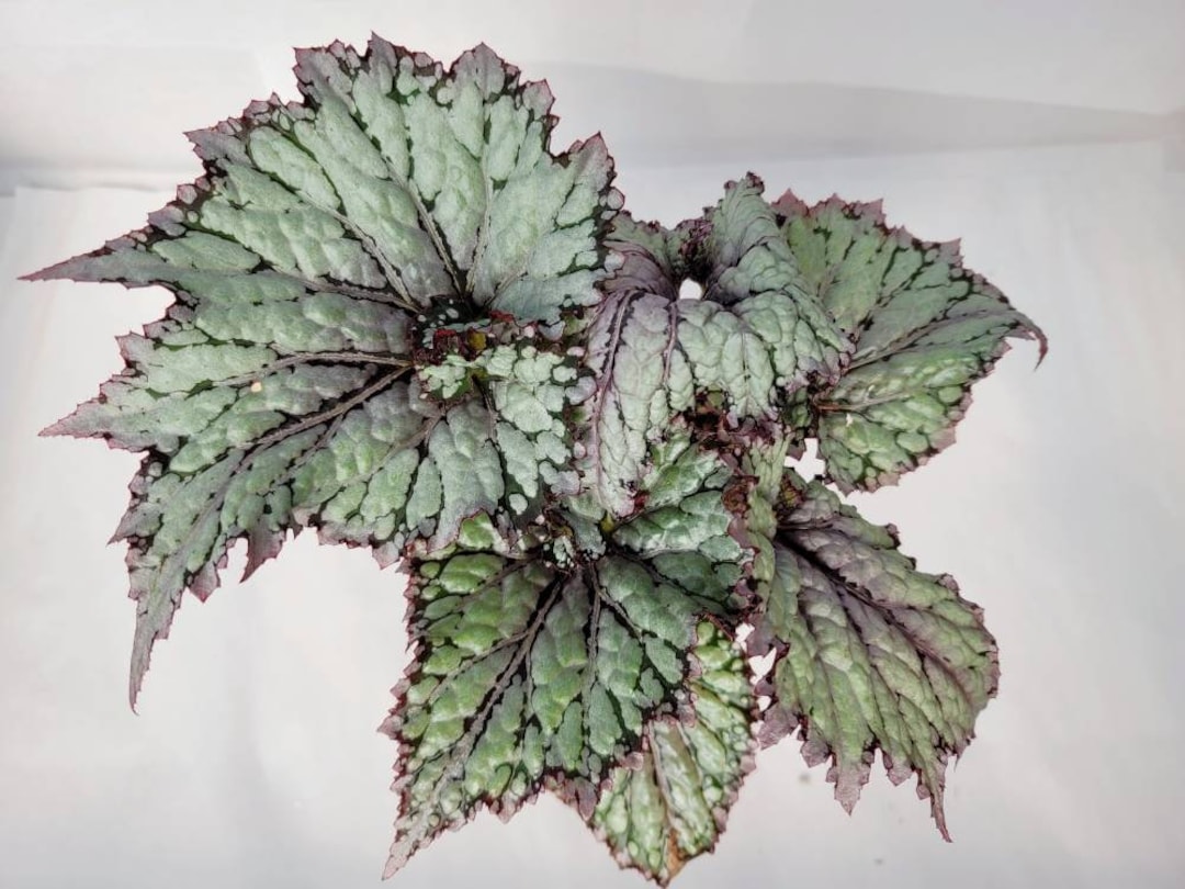 Rex Begonia 'royal Silver Twirl' - Etsy