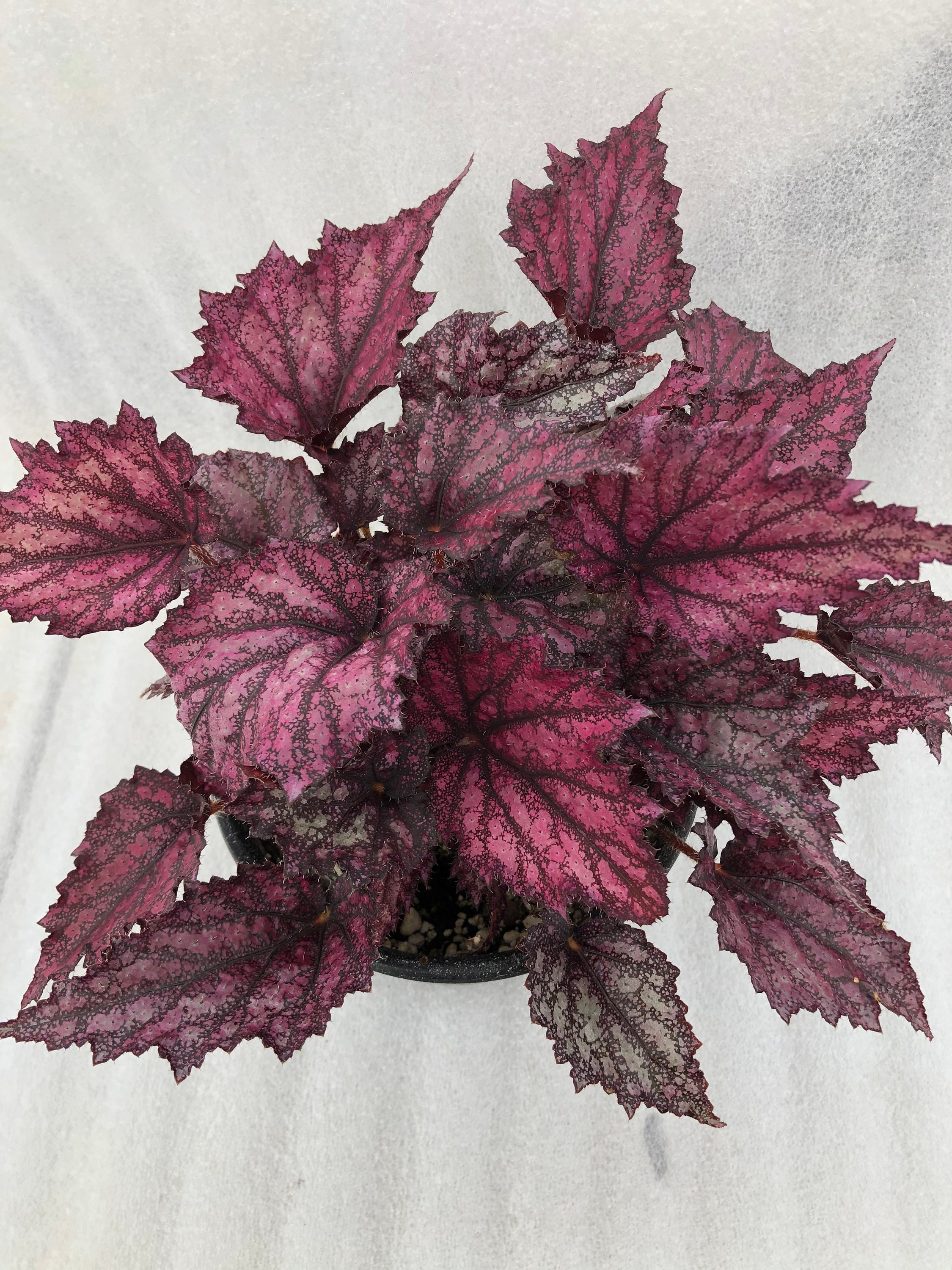 Rex Begonia 'purple Rain' BFF EXCLUSIVE | Etsy