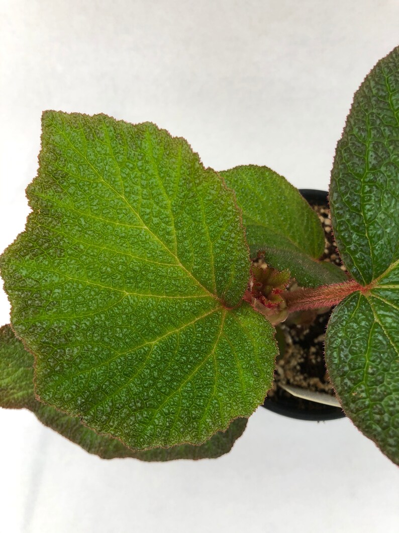 Rhizomatous Begonia 'morocco' - Etsy